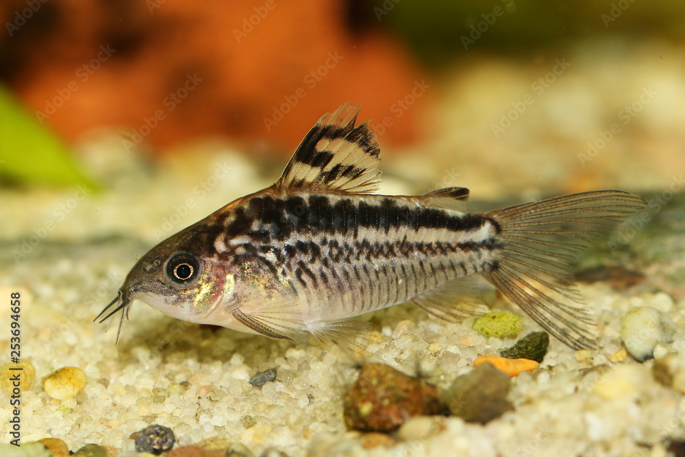 Elegant Corydoras Cory catfish Aquarium fish Stock Photo | Adobe Stock