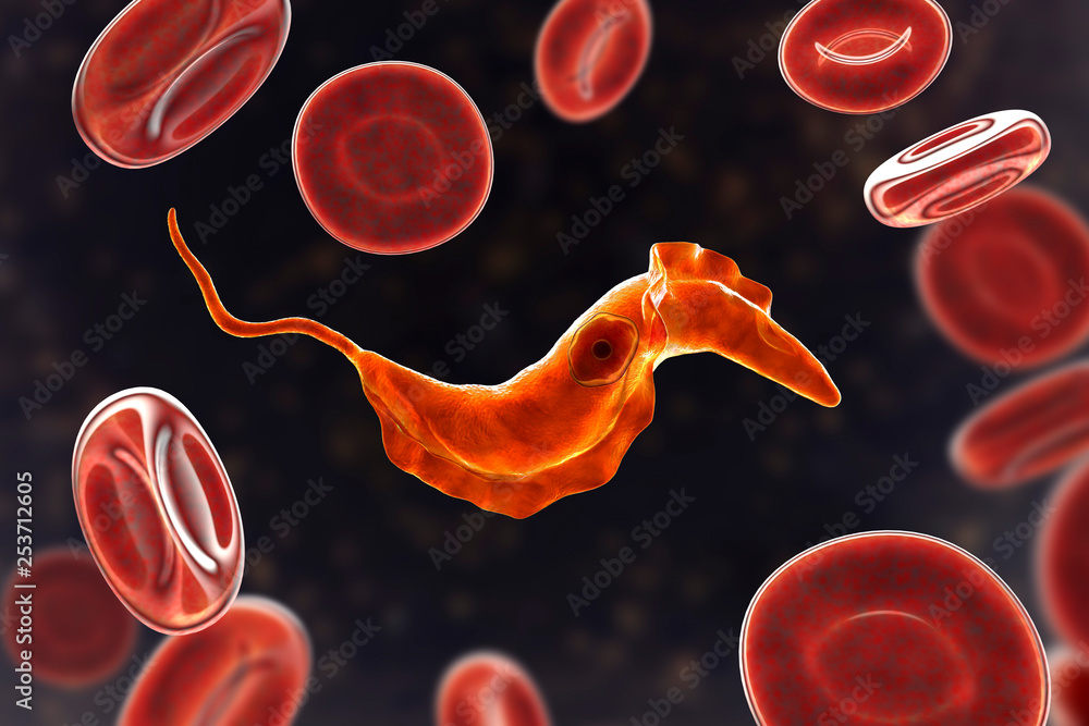 Trypanosoma cruzi parasite, 3D illustration. A protozoan that causes ...