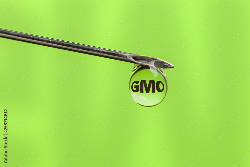 GMO in food. Genetically modified foods. Macro needle and drop with the ...