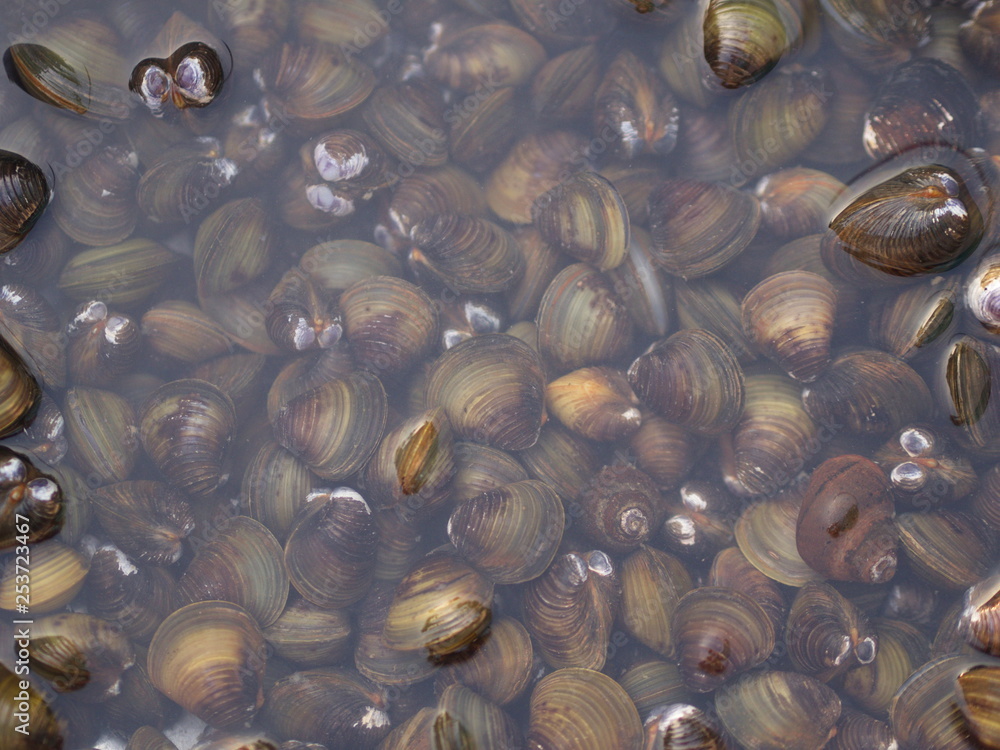 Foto Stock Shell Soup with Garlic, Chilli , Mint and Basil. Traditional ...