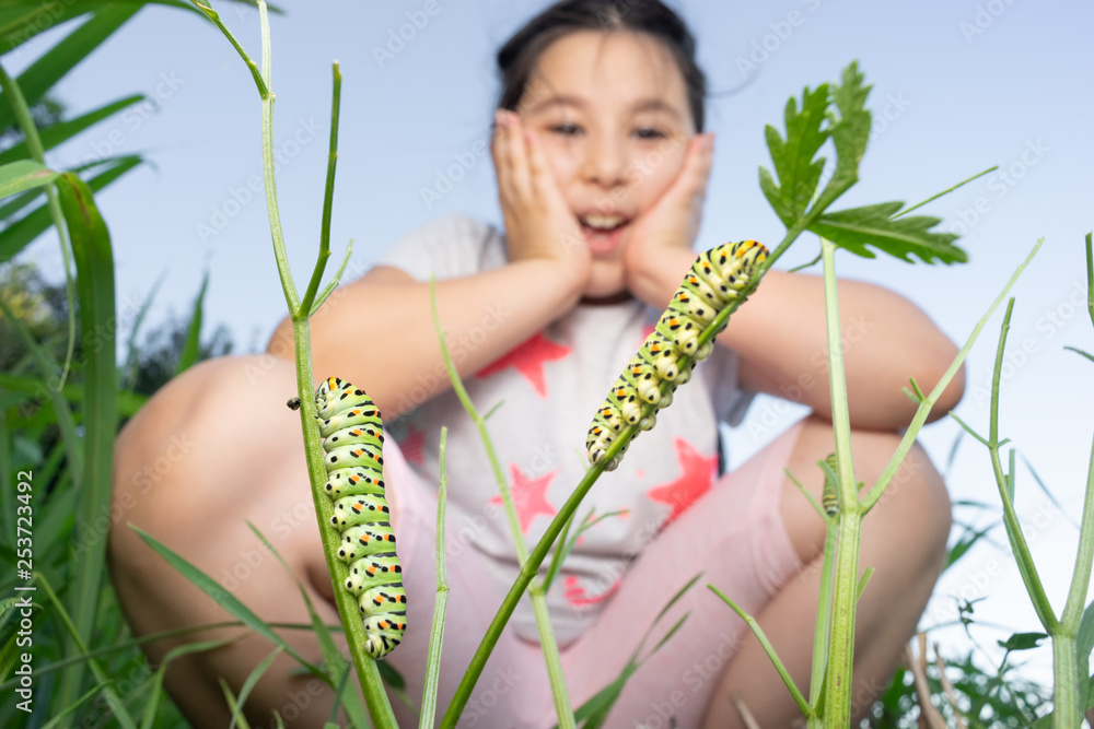 Curious girl explores swallowtail caterpillars. Nature and education ...