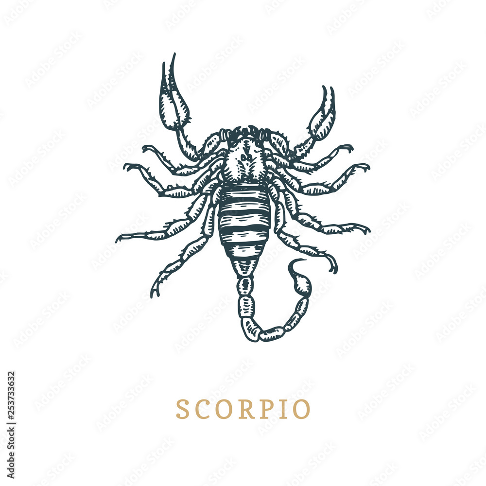 Scorpio zodiac symbol, hand drawn in engraving style. Vector graphic ...