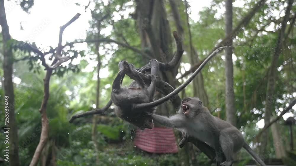 Slow motion of two macaque monkeys fighting in tree branches in Bali ...