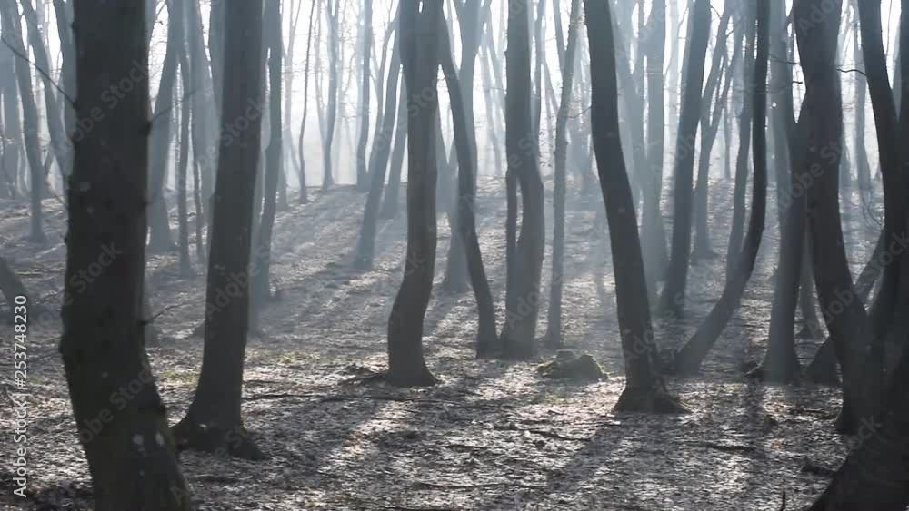 Vidéo Stock The Hoia-Baciu Forest, one of the World’s Most Haunted ...