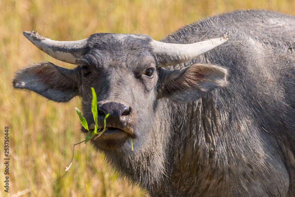 Asian water buffalo, wild water buffalo, carabao (Bubalus bubalis ...