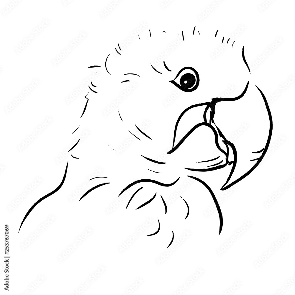 parrot line draw illustration Stock Vector | Adobe Stock