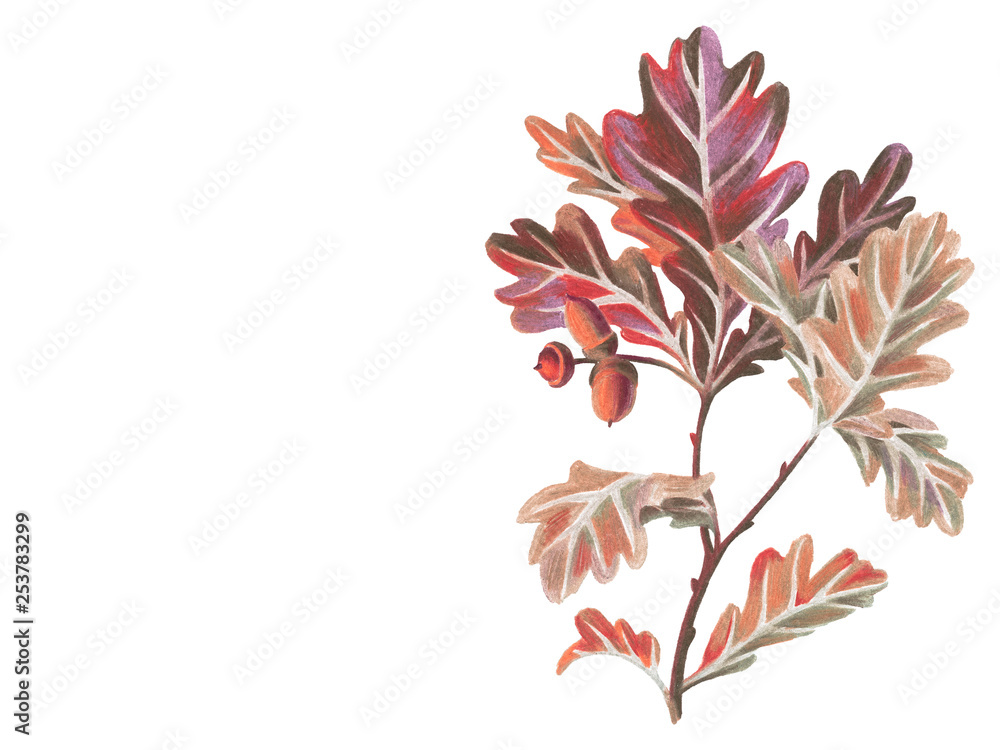 Artwork with oak leaves, branches and acorns in vintage style ...