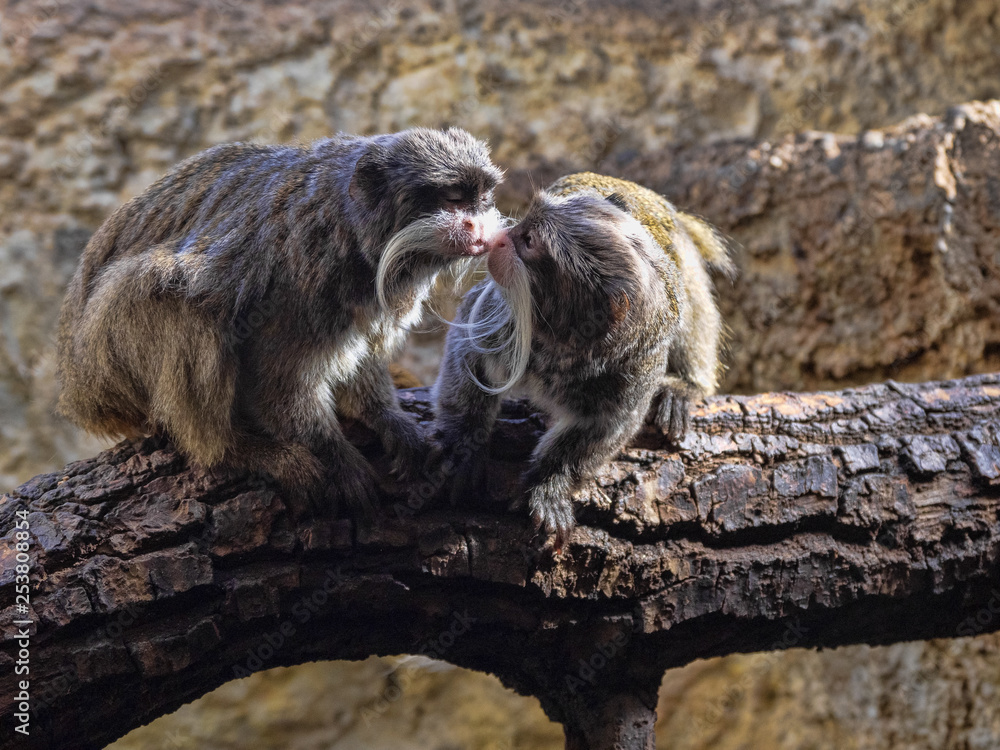Female Tamarin Emperor, Saguinus imperator imperator, with grown young ...