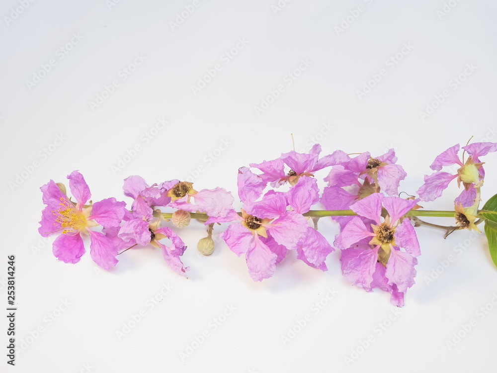 Beautiful Queen's Flower or Inthanin flower in Thailand blossom on ...