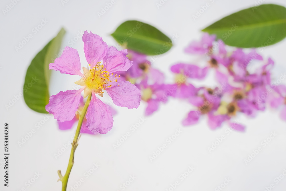 Beautiful Queen's Flower or Inthanin flower in Thailand blossom on ...