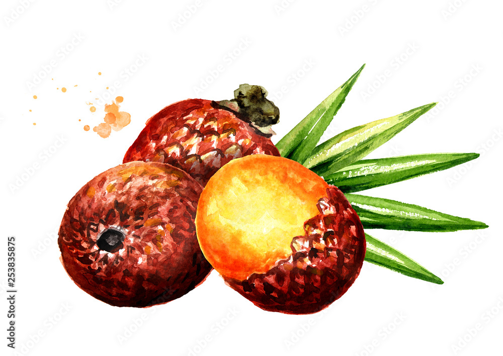 Exotic Buriti fruit Aguaje or Moriche palm fruit mauritia flexuosa ...