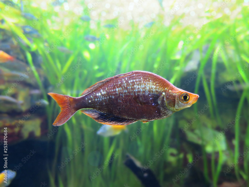 Rainbow fish against blur background, Freshwater fish in aquarium Stock ...