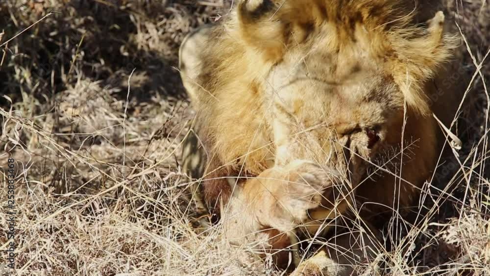 Male lion with a gaping wound under the left eye licks his right paw ...
