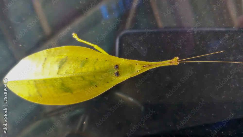 Yellow leaf insects look like leaves. This insect is rare. People are ...