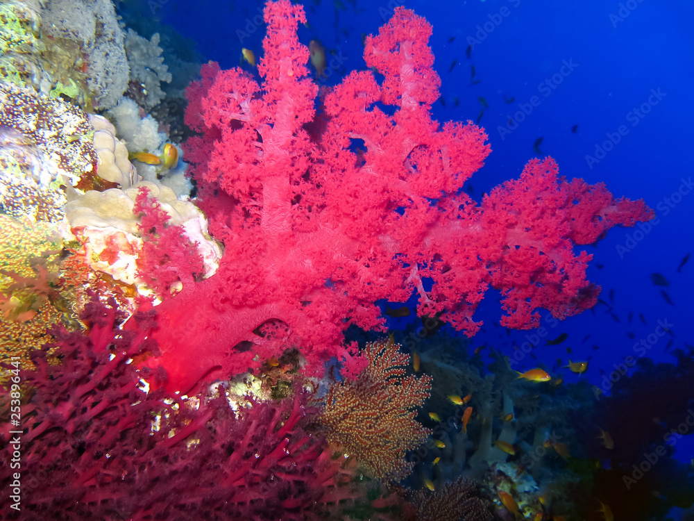 Coral Reef Flowers