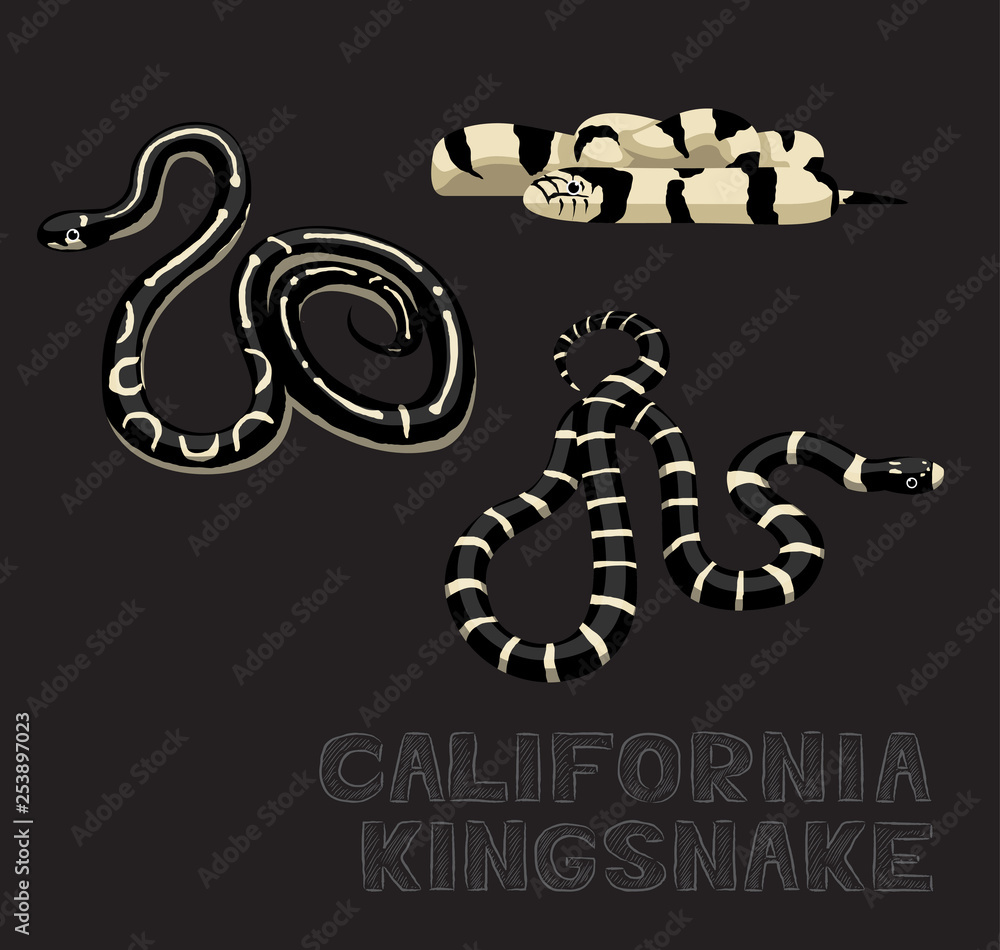 Snake California Kingsnake Cartoon Vector Illustration Stock Vector ...