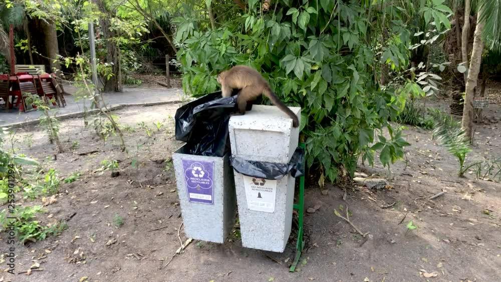 The black capuchin, Sapajus nigritus, also known as the black-horned ...