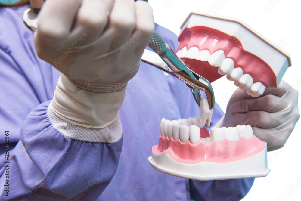 The dental model is used to Demonstration of tooth extraction by ...