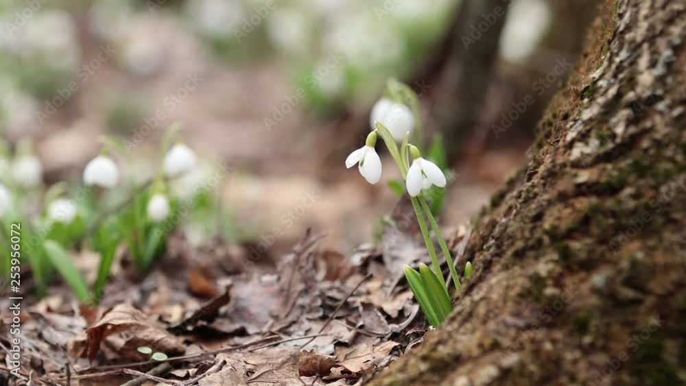 Two white blooming snowdrop folded or Galanthus plicatus near tree ...