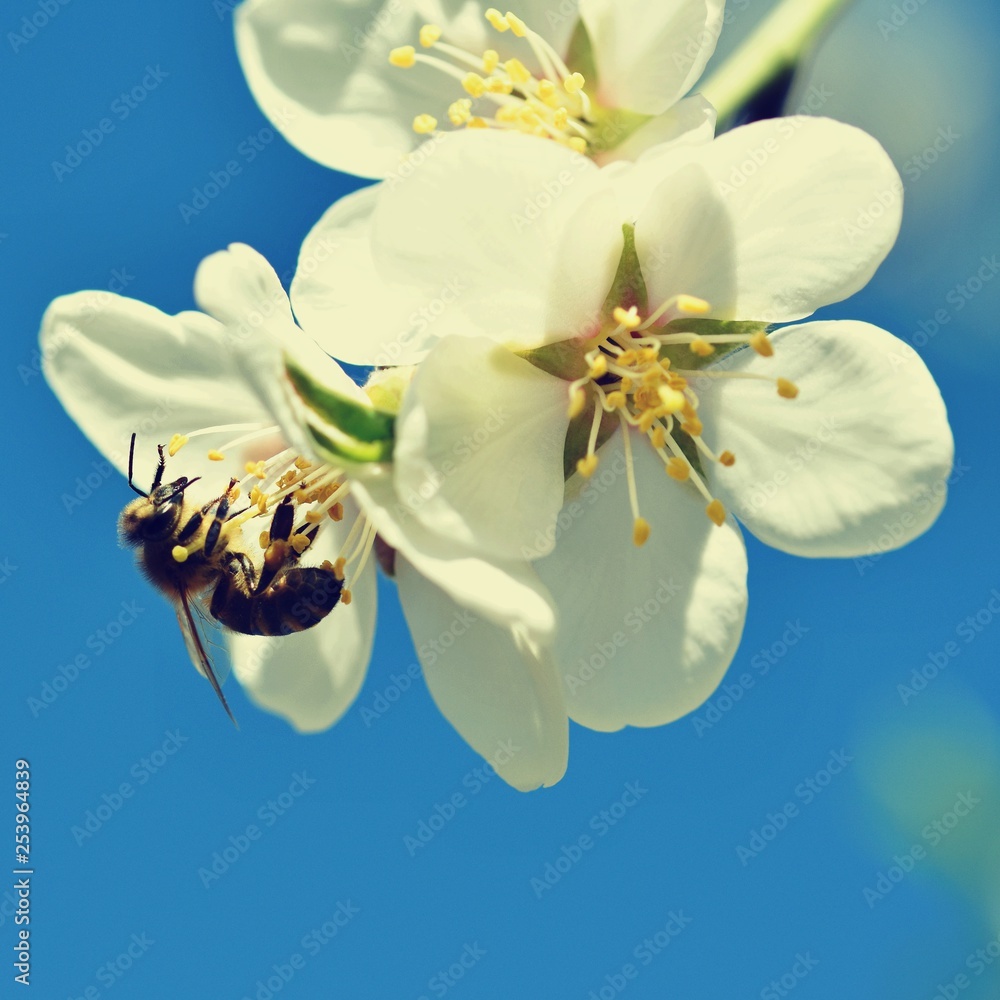 Spring background. A beautiful blooming tree in spring with a flying ...