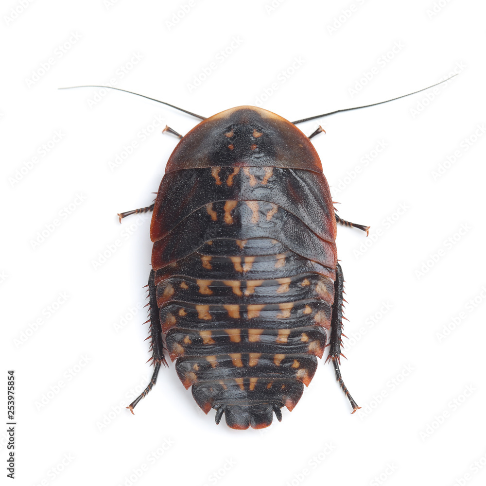 Blaberus Craniifer