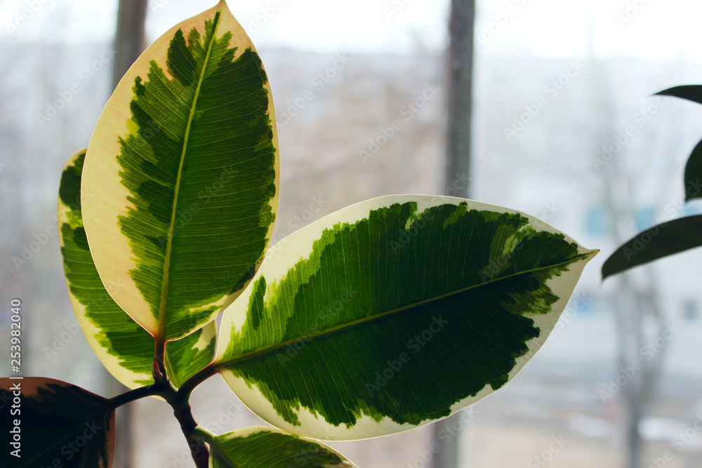 Nature Background. Nature Photo Of Ficus With Green And White Leaves ...