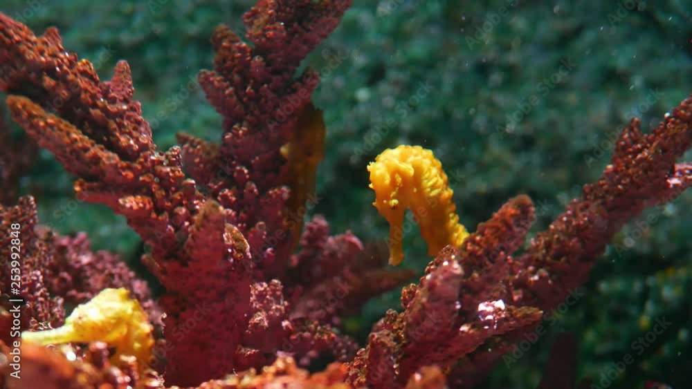 Seahorse amidst corals in aquarium. Closeup seahorse swimming near ...