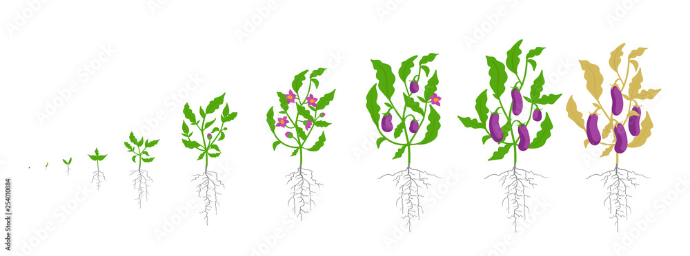 Growth stages of eggplant plant. Vector illustration. Solanum melongena ...