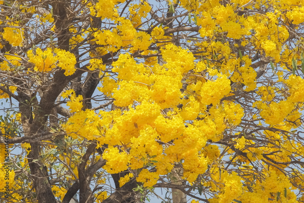 Arbre Tabebuia