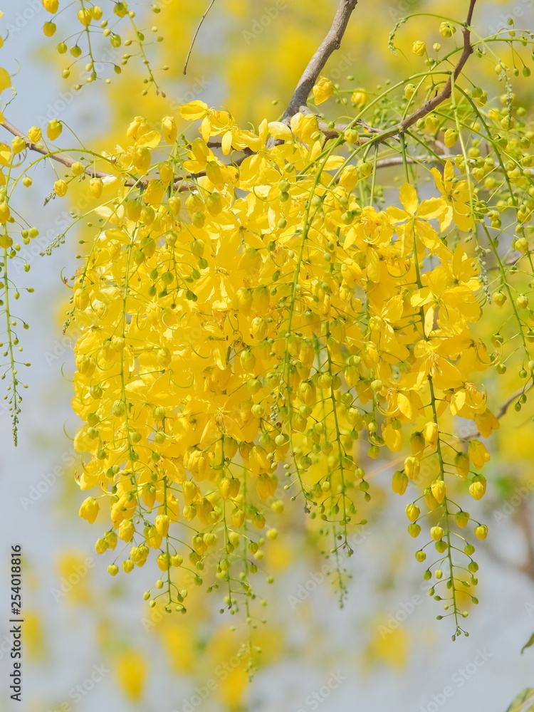 Beautiful Cassia fistula (Golden shower tree) blossom blooming on tree with nature blurred ...