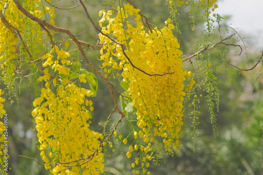 Beautiful Cassia fistula (Golden shower tree) blossom blooming on tree with nature blurred ...
