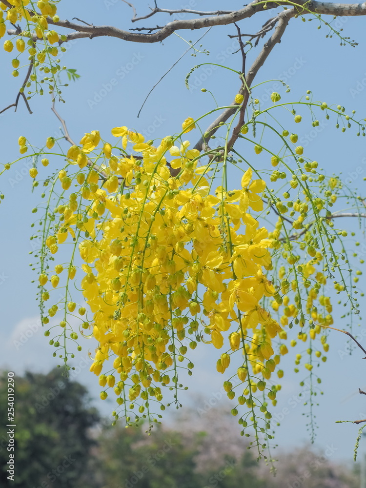 Foto de Beautiful Cassia fistula (Golden shower tree) blossom blooming on tree with blue sky ...
