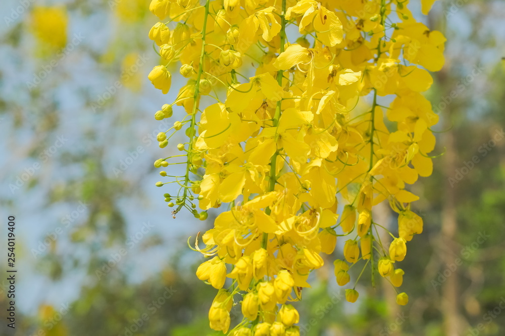 Beautiful Cassia fistula (Golden shower tree) blossom blooming on tree with nature blurred ...