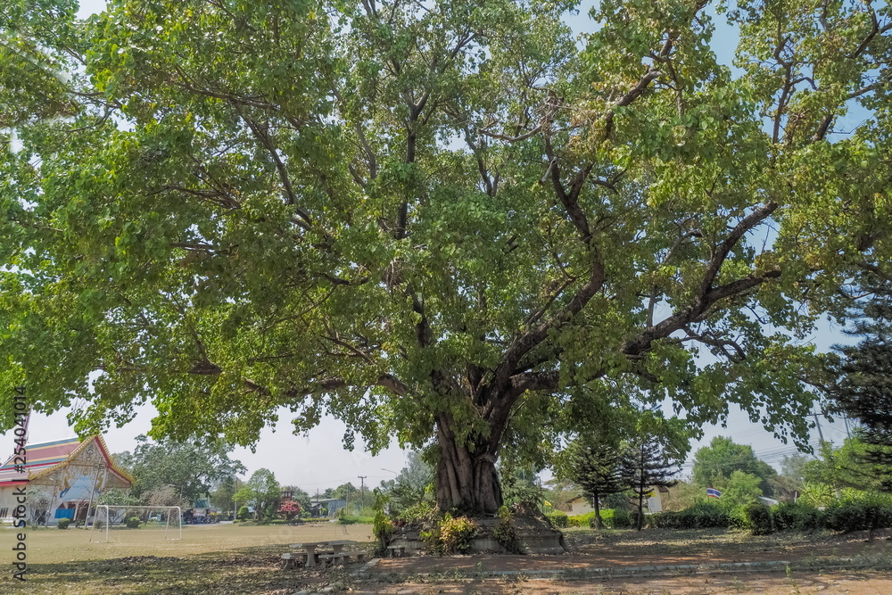 Giant Ficus Religiosa Tree (Bo Tree, Bodhi Tree, Pipal Tree) in ...
