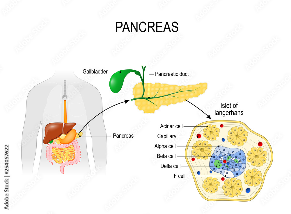 Pancreas. Human silhouette with highlighted internal organs. Closeup of ...
