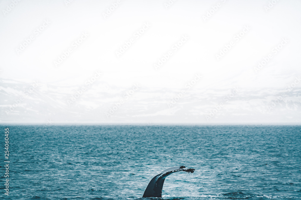 Close up view of the tail of humpback whale jumping in the cold water ...