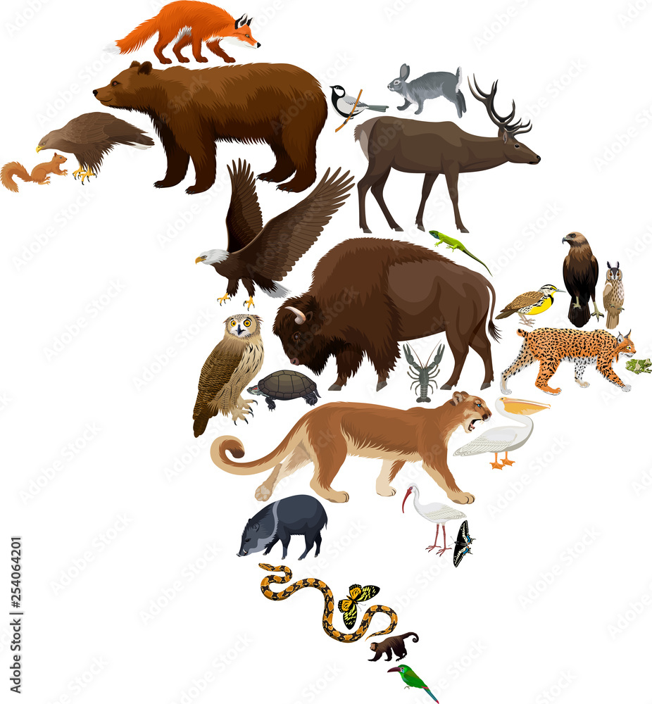 Vector North America fauna map, flat elements. Animals, birds, reptiles ...