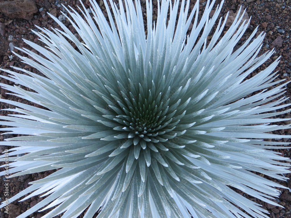 Silversword Plant at Haleakala Maui Stock Photo | Adobe Stock
