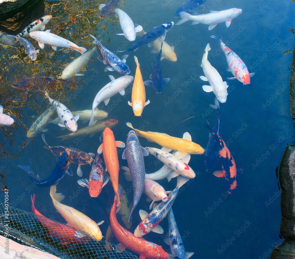 Cascada Con Estanque De Peces Koi