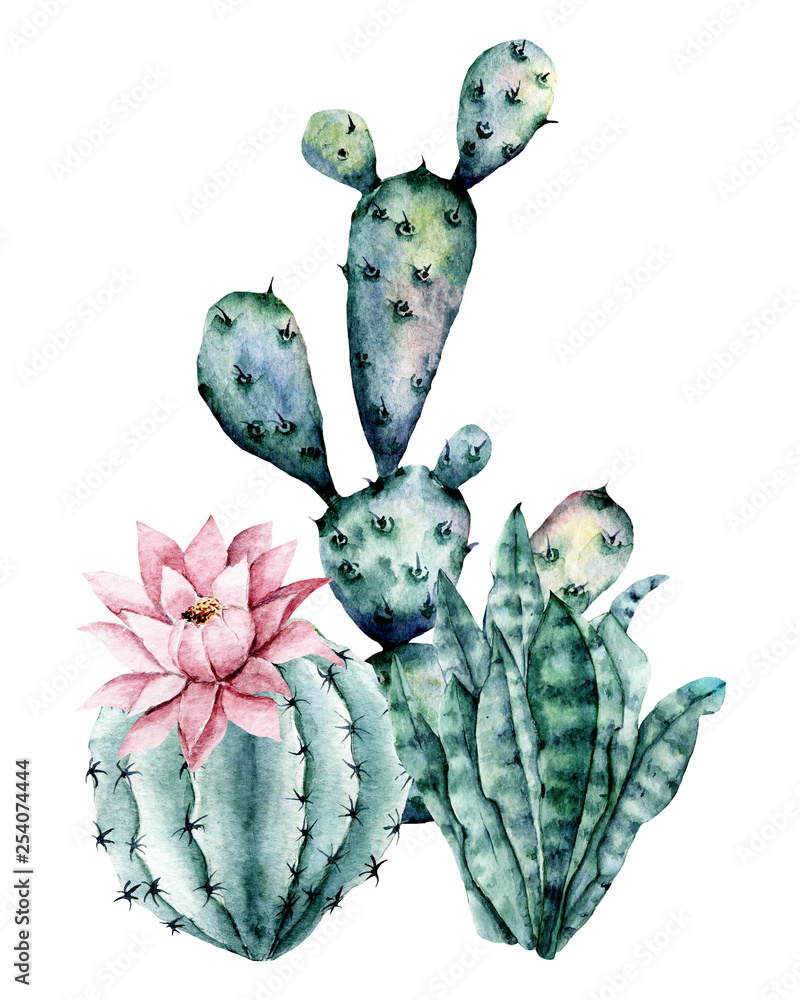 Cacti, hand drawn watercolor flower illustration. Plants perfect for ...