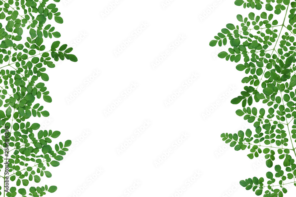 Moringa leaves have medicinal properties on white background Stock ...