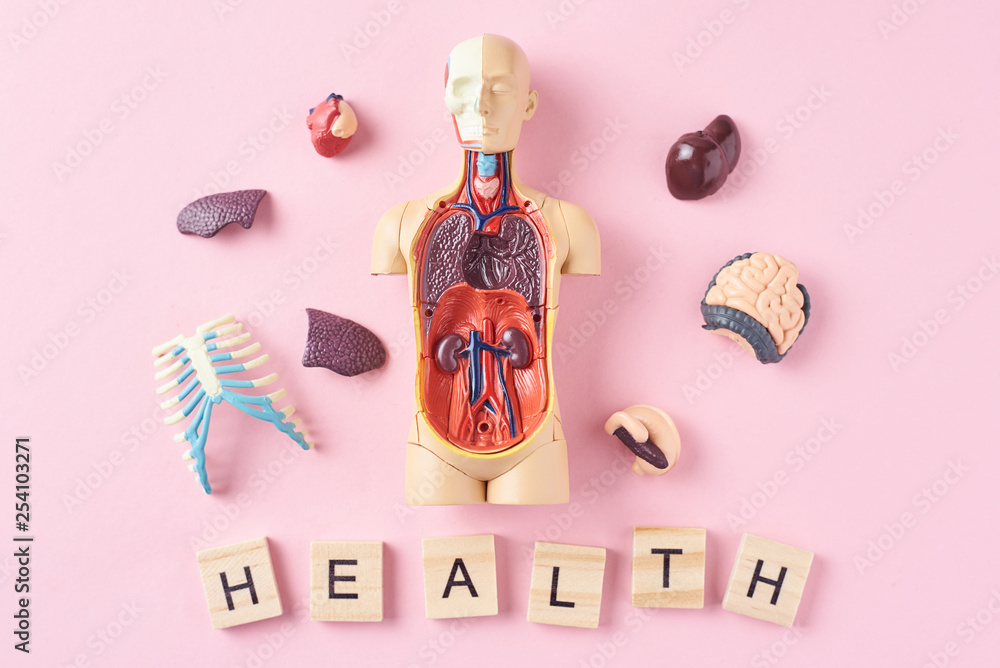 Human anatomy mannequin with internal organs and word HEALTH on a pink ...