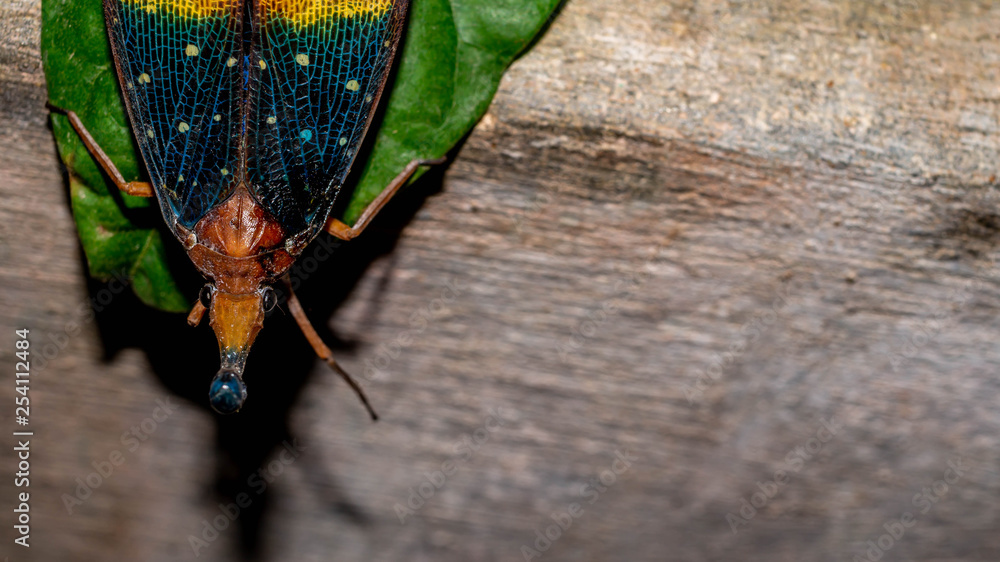 closeup of lantern bug (Pyrops sp), called by native tribe of Borneo ...