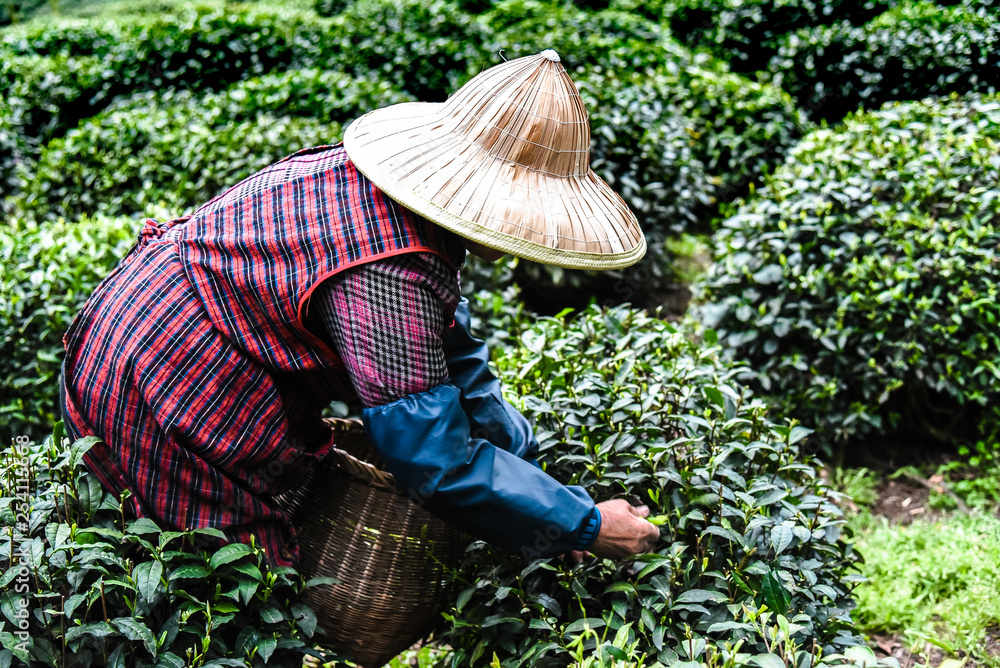 Every years In Spring Female use Hand finger pick green tea leaves at a ...