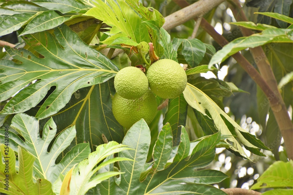 Foto de Fruta de Pan, vijahó, Artocarpus comunnis, Artocarpus incisa ...