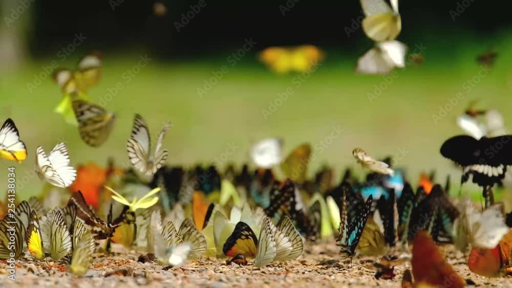 Group of butterflies puddling on the ground and flying in nature ...