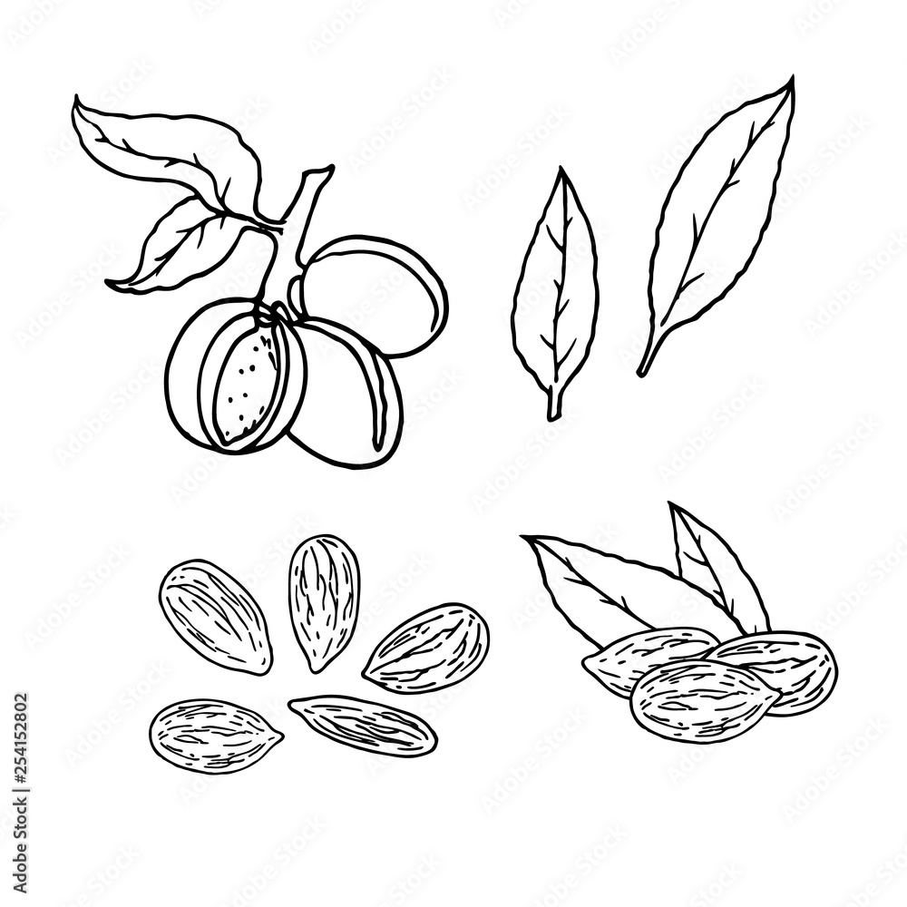 Linear set of almond nuts. Vector line drawing Stock Vector | Adobe Stock