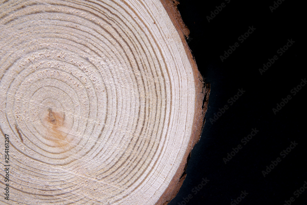 Wood cross-section with annual rings on black background. Lumber piece ...