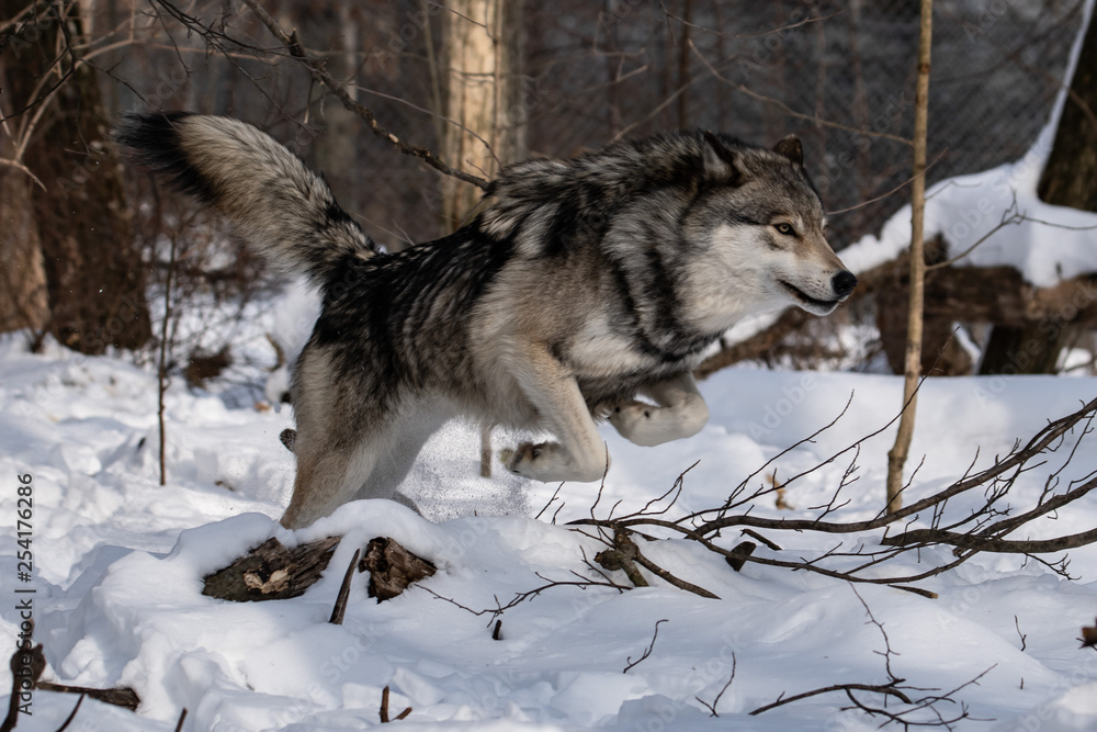 Timber Wolf Running Stock Photo | Adobe Stock