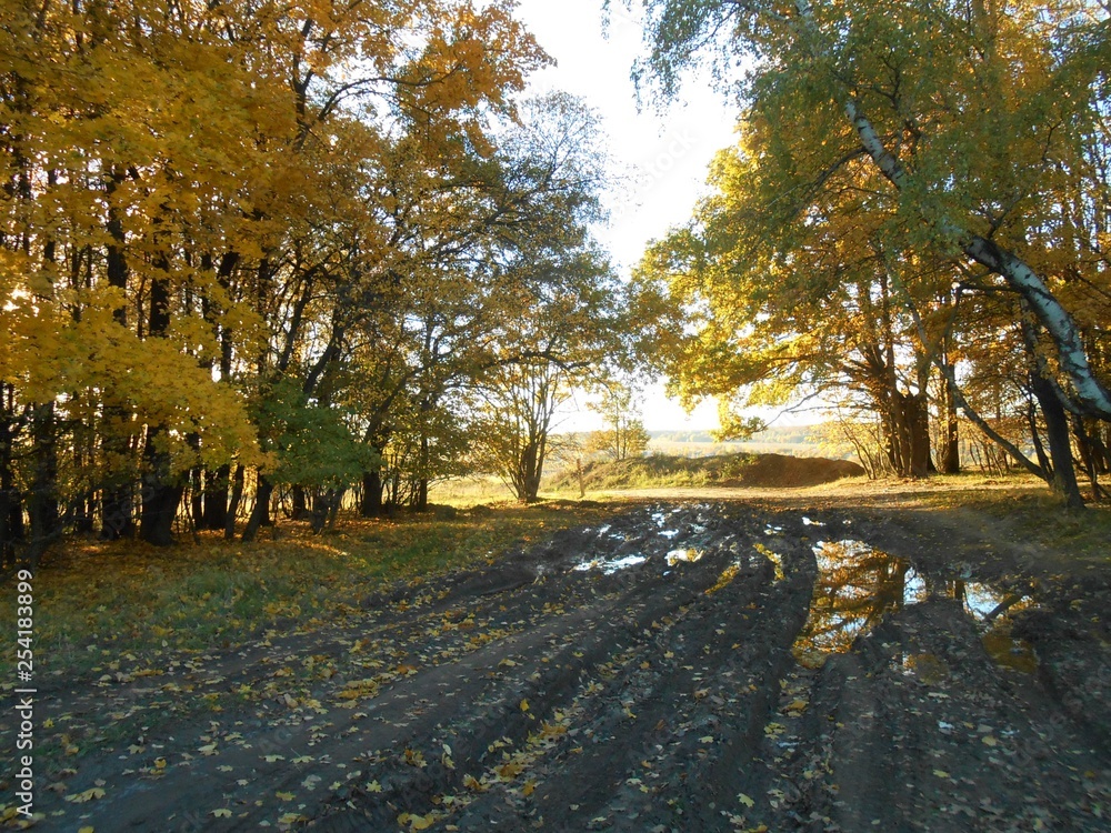 Spreading trees with colorful foliage in the fied on the sides of road ...
